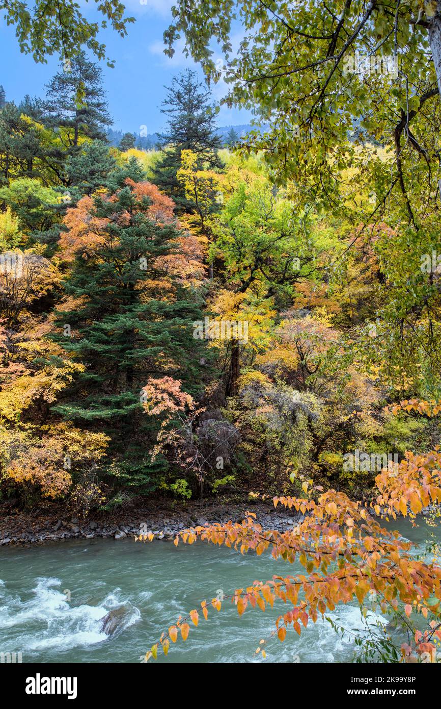 The forests on both sides of the Heihe River (the mainstream of Baishui ...