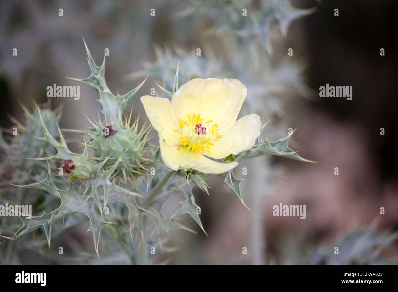 White prickly poppy flower (Argemone albiflora) with green spiny leaves ...