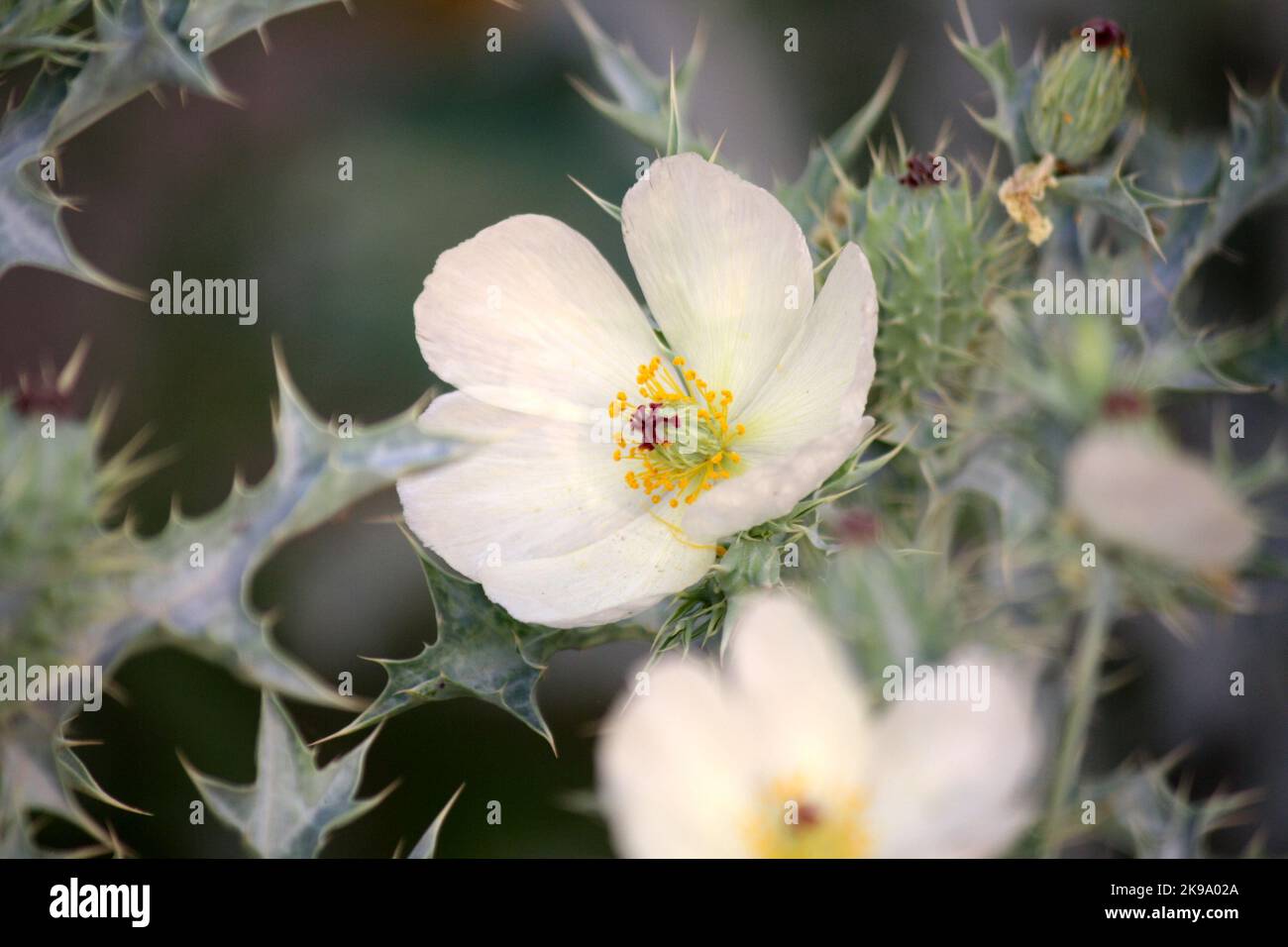 White prickly poppy flower (Argemone albiflora) with green spiny leaves ...