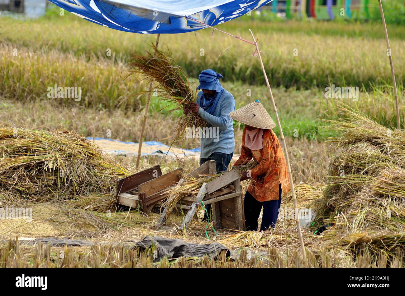 West Java, Indonesia - January 18, 2022 : Indonesian farmers are ...