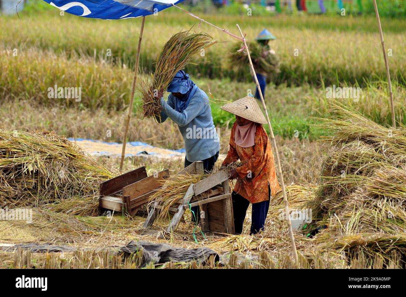West Java, Indonesia - January 18, 2022 : Indonesian farmers are ...