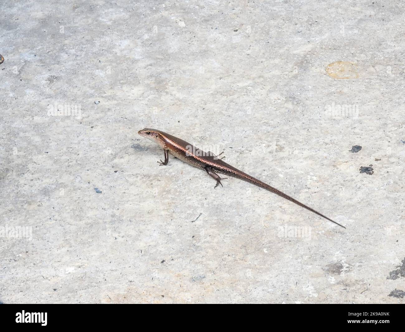 Pet lizard hi-res stock photography and images - Alamy