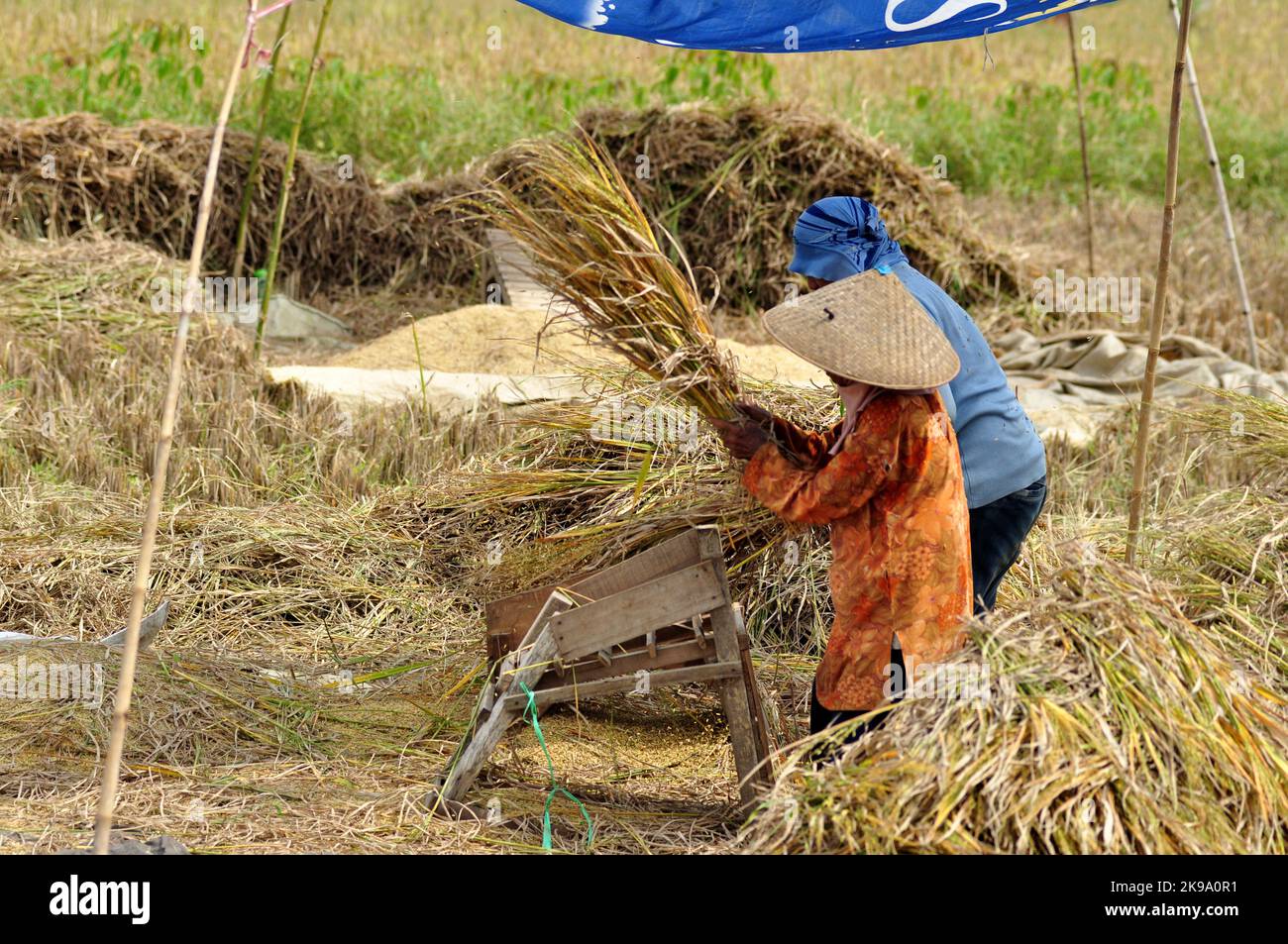 West Java, Indonesia - January 18, 2022 : Indonesian farmers are ...