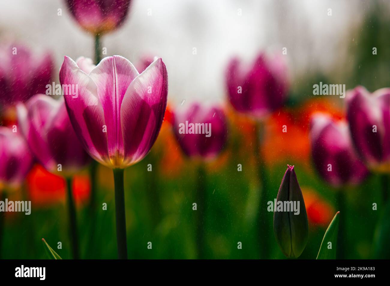 Pink tulips. Spring blossom or spring flowers background. Tulip ...