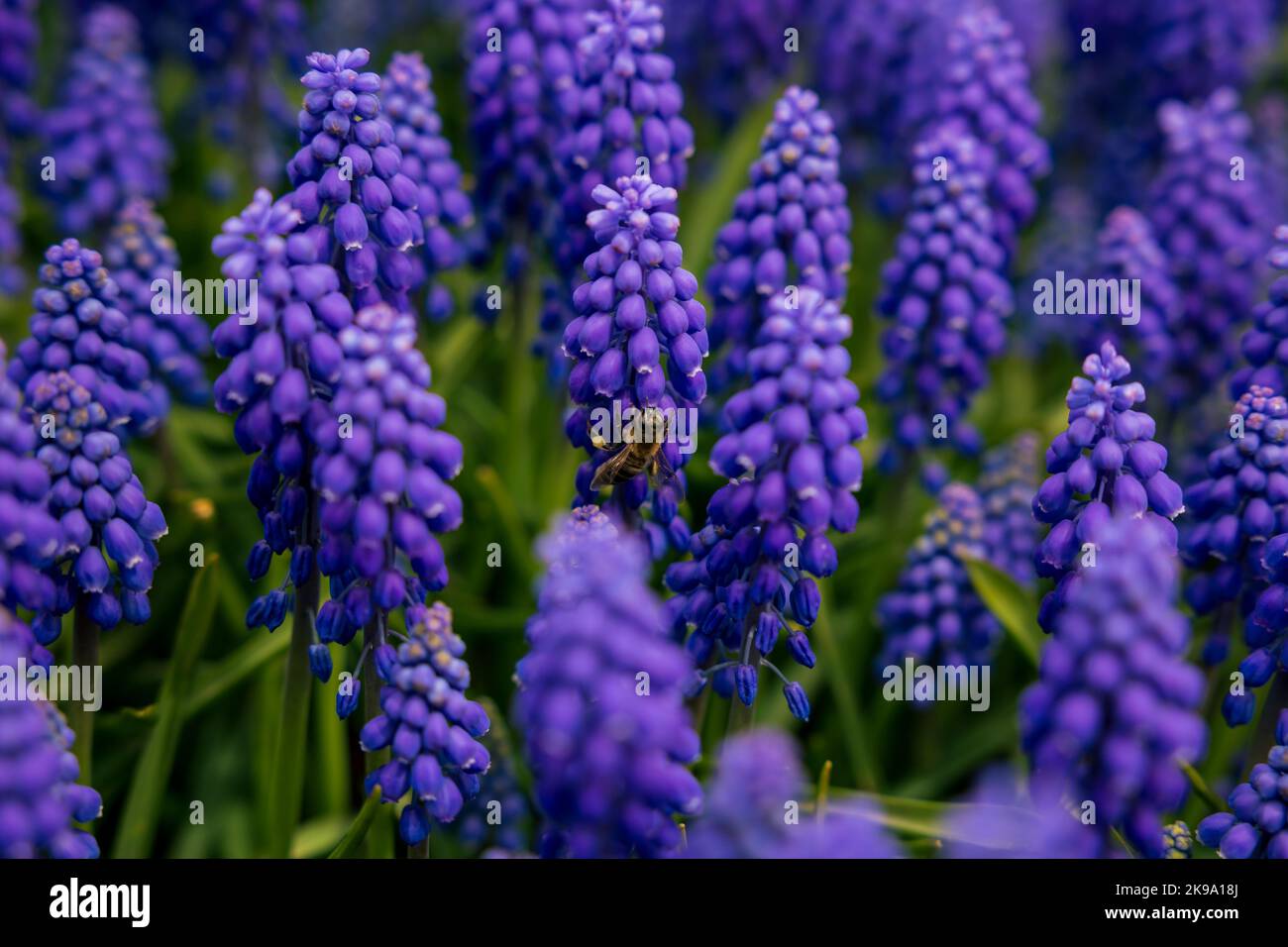 Spring blossom. Hyacinths or muscaris with bees. April flowers Stock ...