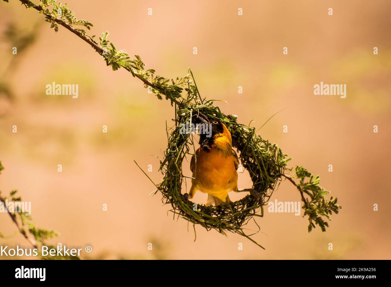 Southern Masked Weaver building nest Stock Photo - Alamy