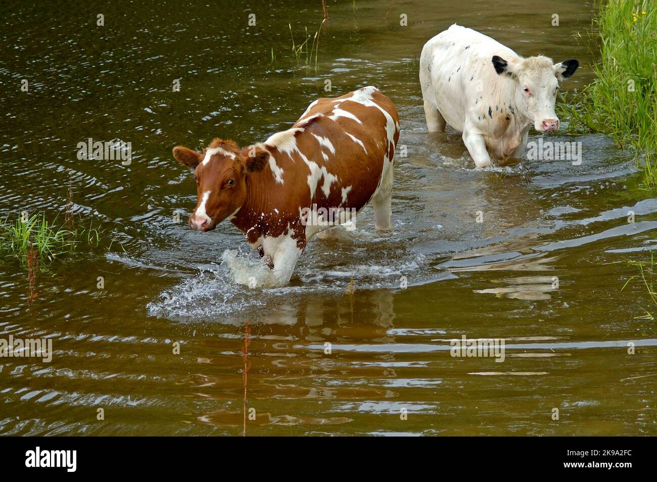 Dutch cows walking in water on a hot day Stock Photo - Alamy