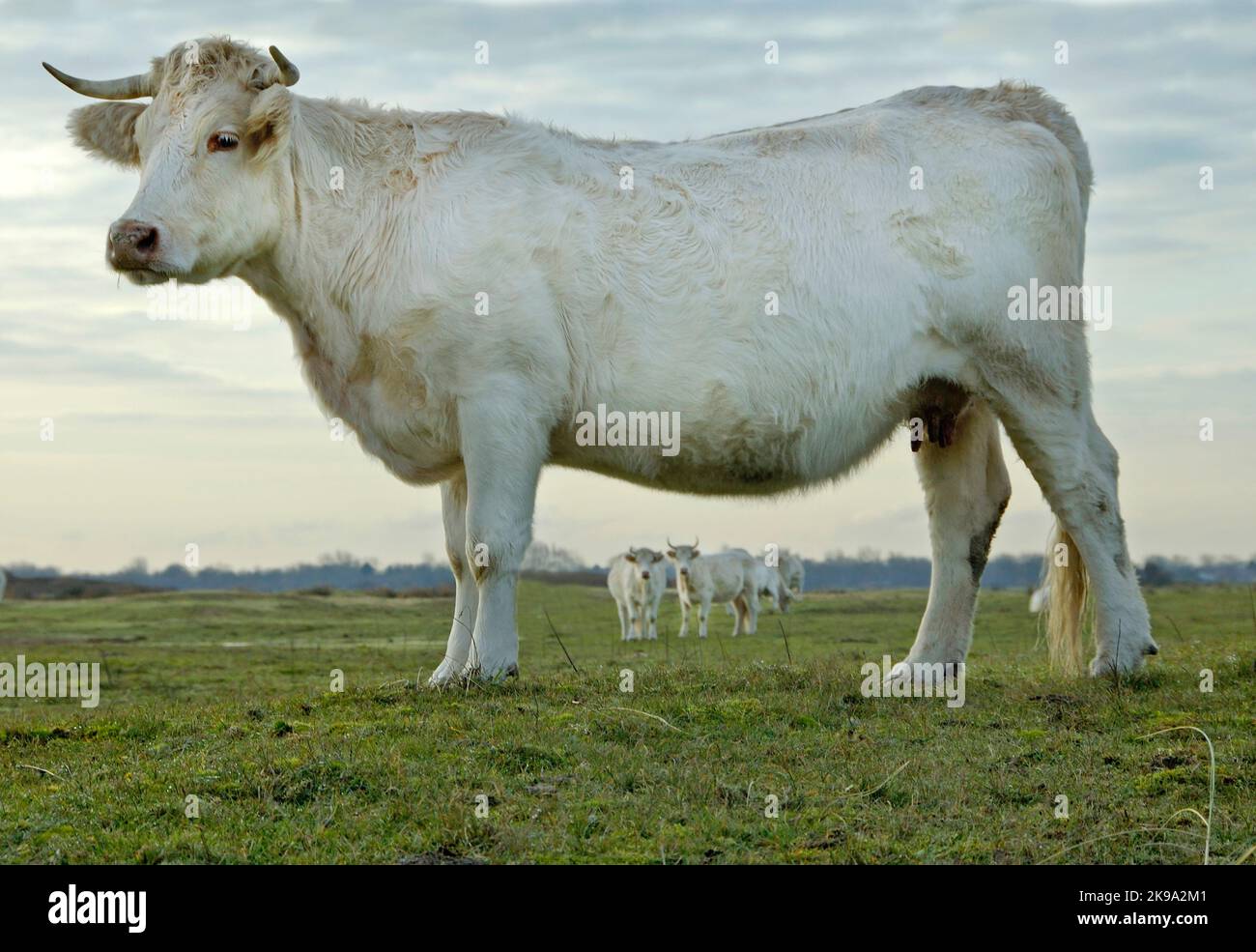 White cows in Dutch grass landscape the Netherlands Stock Photo - Alamy