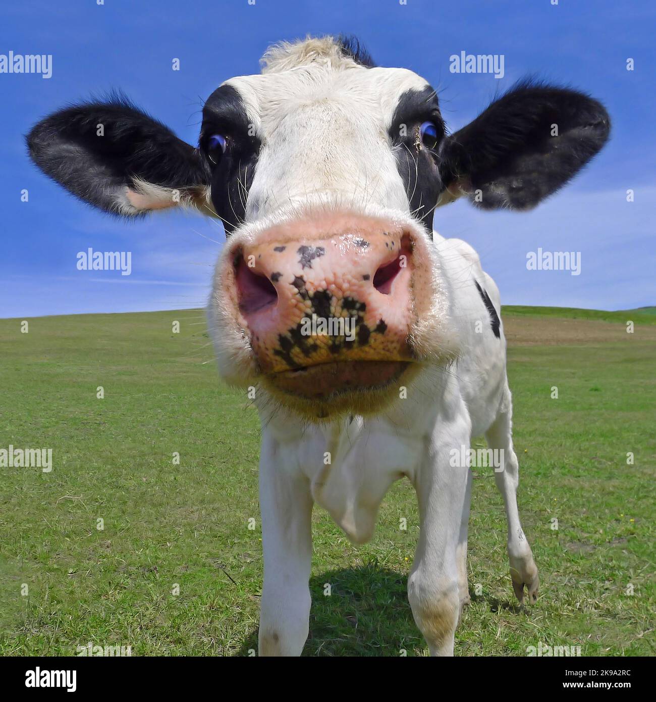 Portret of a curious Dutch cow on grassland with blue sky Stock Photo ...