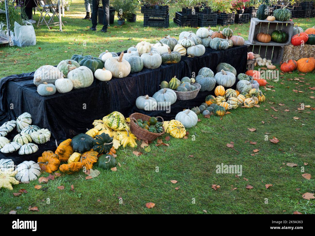 Pumpkins gourds on table hi-res stock photography and images - Alamy
