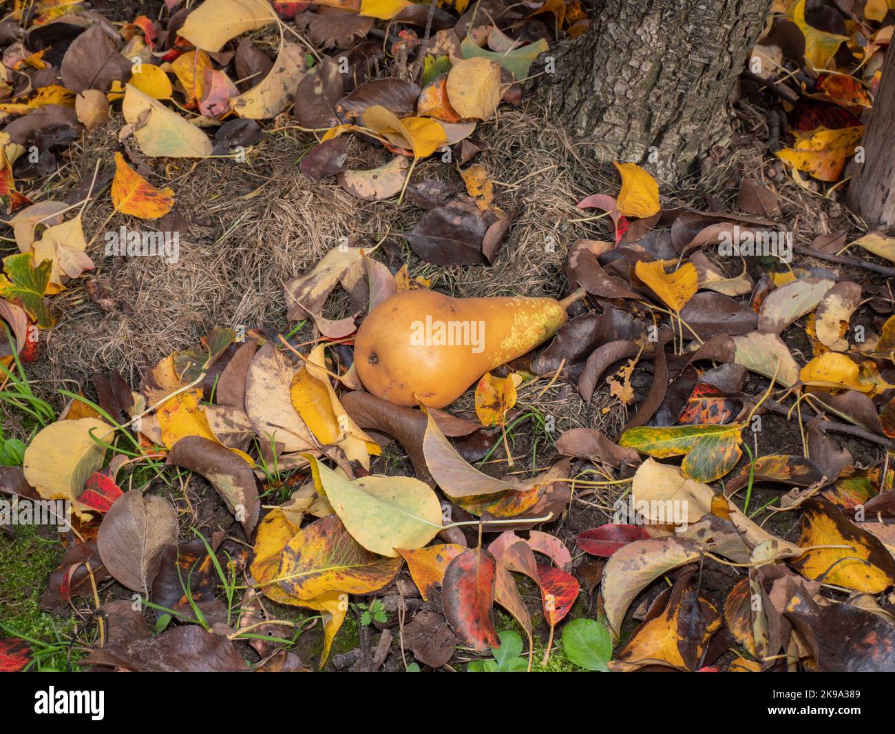 Ripe pear left in the fall and lying on the ground between autumn ...