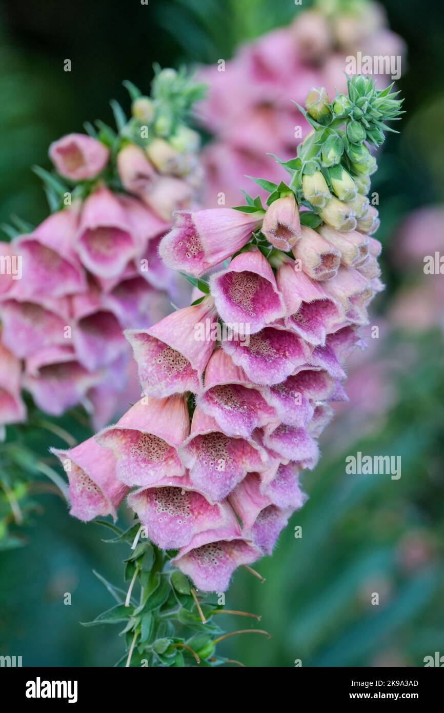 Digitalis × mertonensis foxglove, Strawberry Foxglove, dusky pink ...