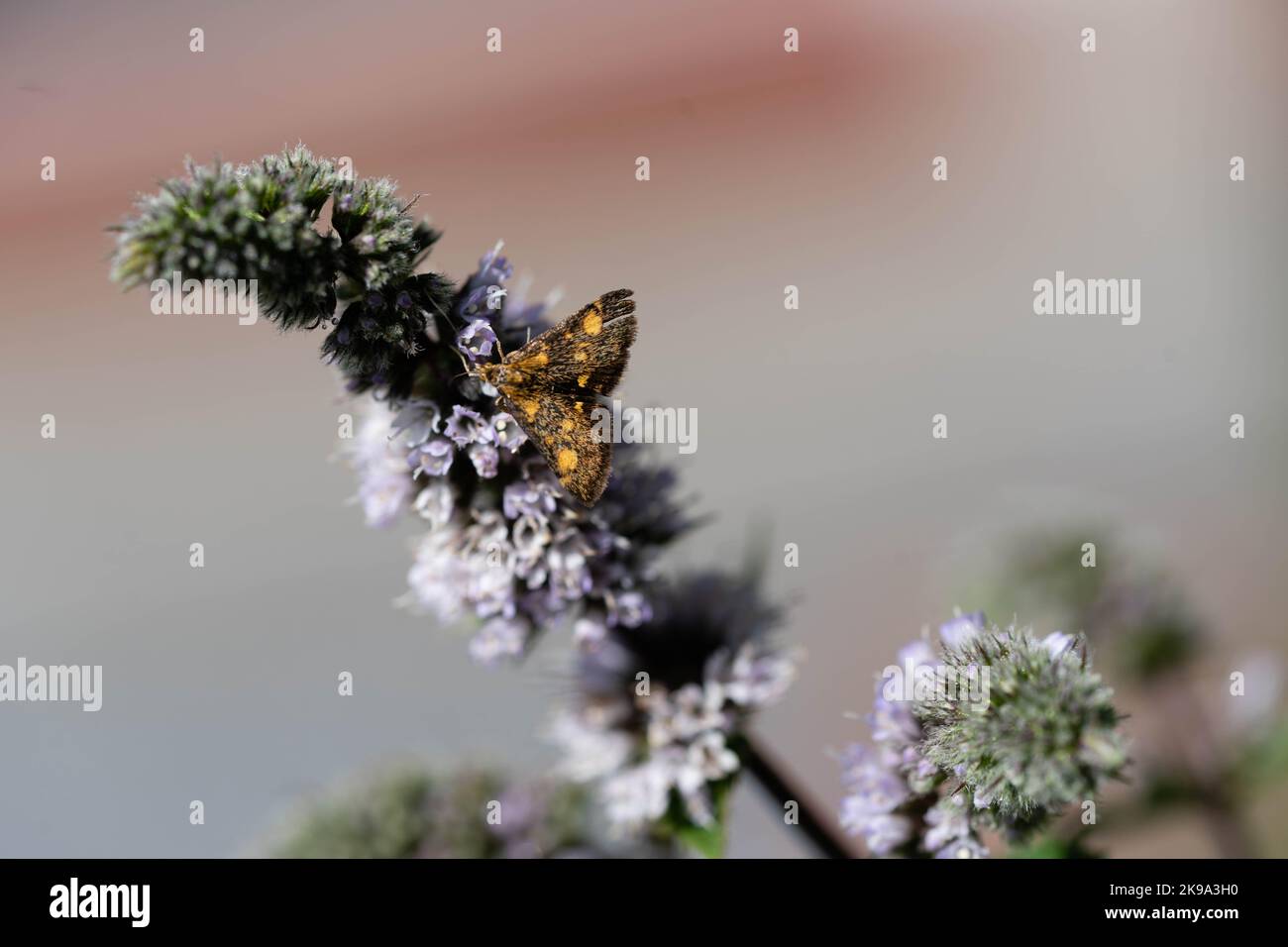 flowering mint plant from the home garden Stock Photo - Alamy
