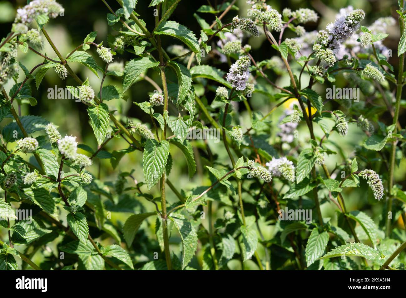 flowering mint plant from the home garden Stock Photo - Alamy