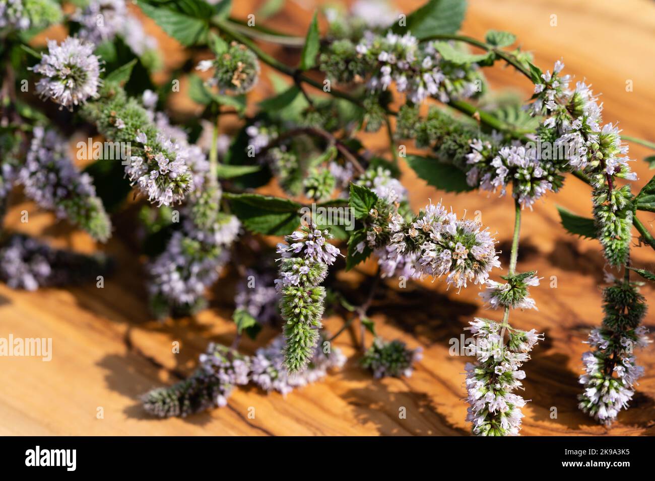 flowering mint plant from the home garden Stock Photo - Alamy