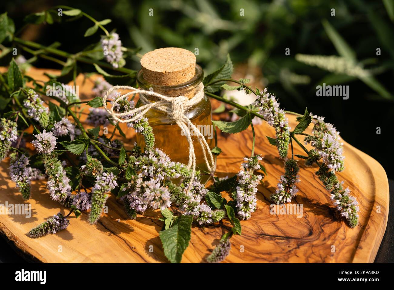 flowering mint plant from the home garden Stock Photo - Alamy