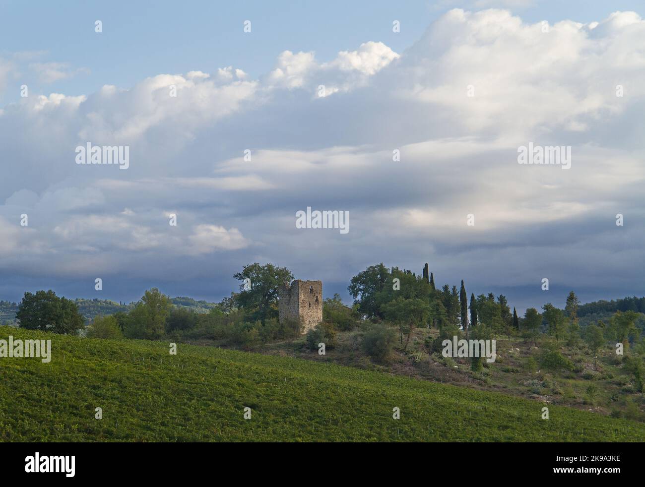Landscape in Tuscany with grapevine and the ruins of a medieval tower ...