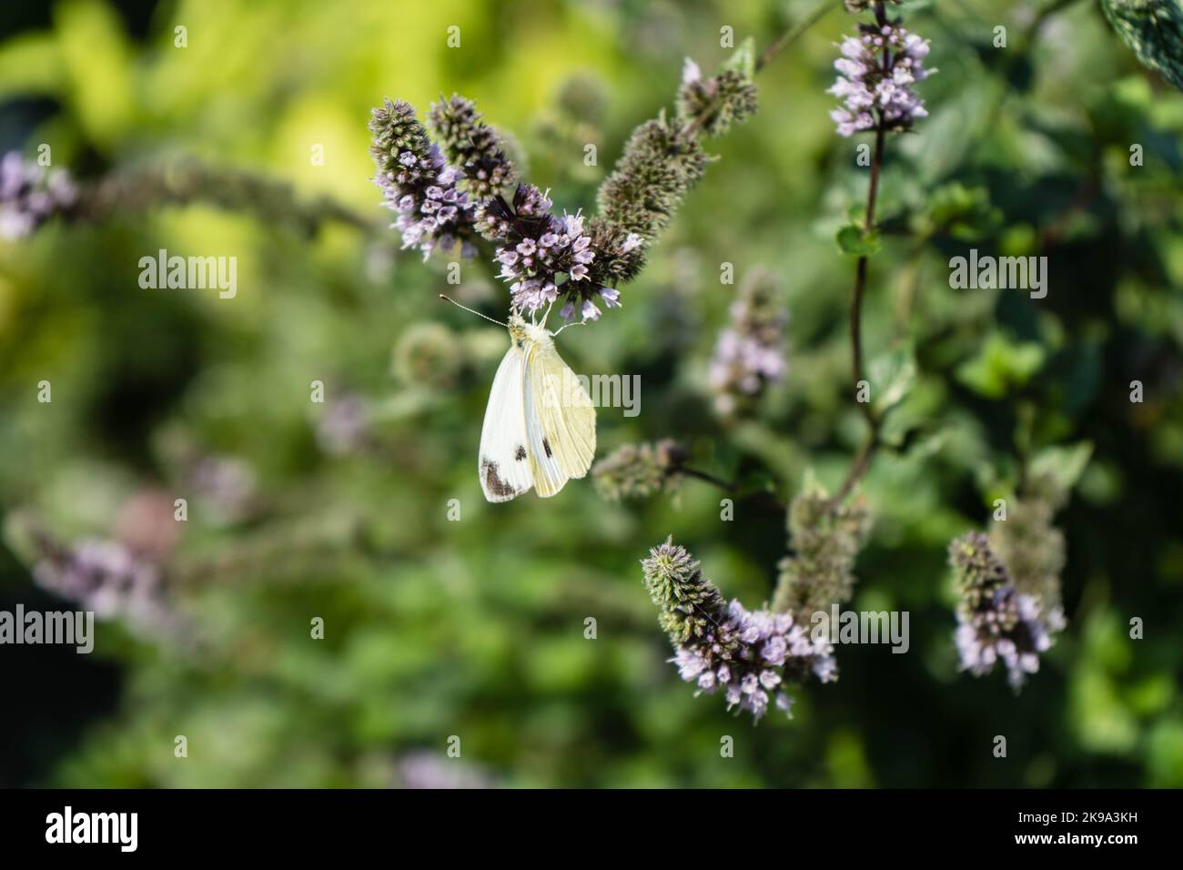 flowering mint plant from the home garden Stock Photo - Alamy