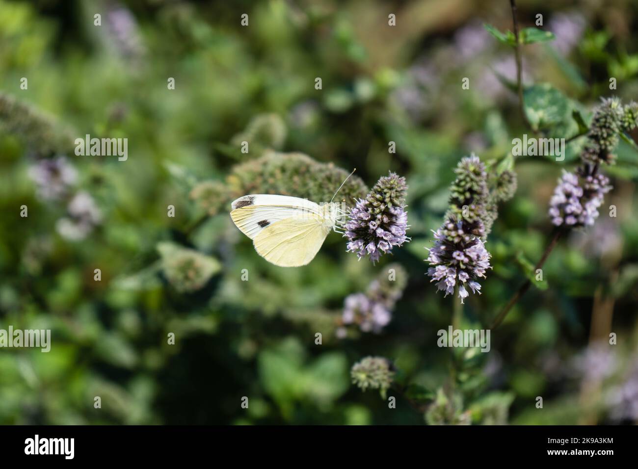 flowering mint plant from the home garden Stock Photo - Alamy