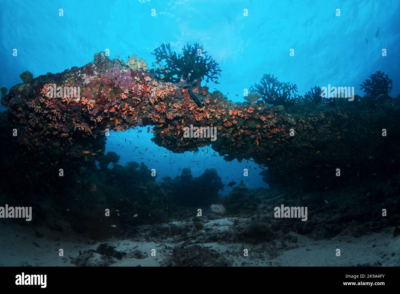 A beautifully structured coral reef, a reef arch in the Indian Ocean ...