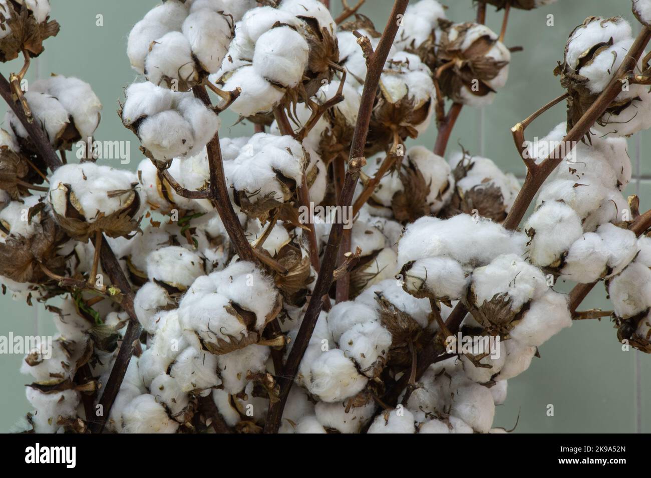 decorative bouquet of dry cotton closeup as a decor Stock Photo - Alamy