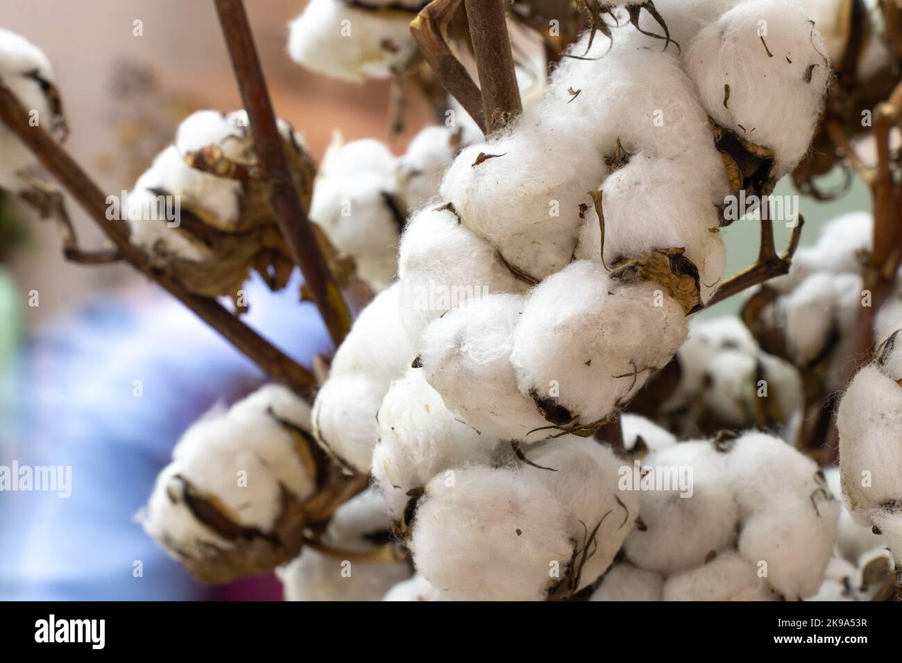 decorative bouquet of dry cotton closeup as a decor Stock Photo - Alamy