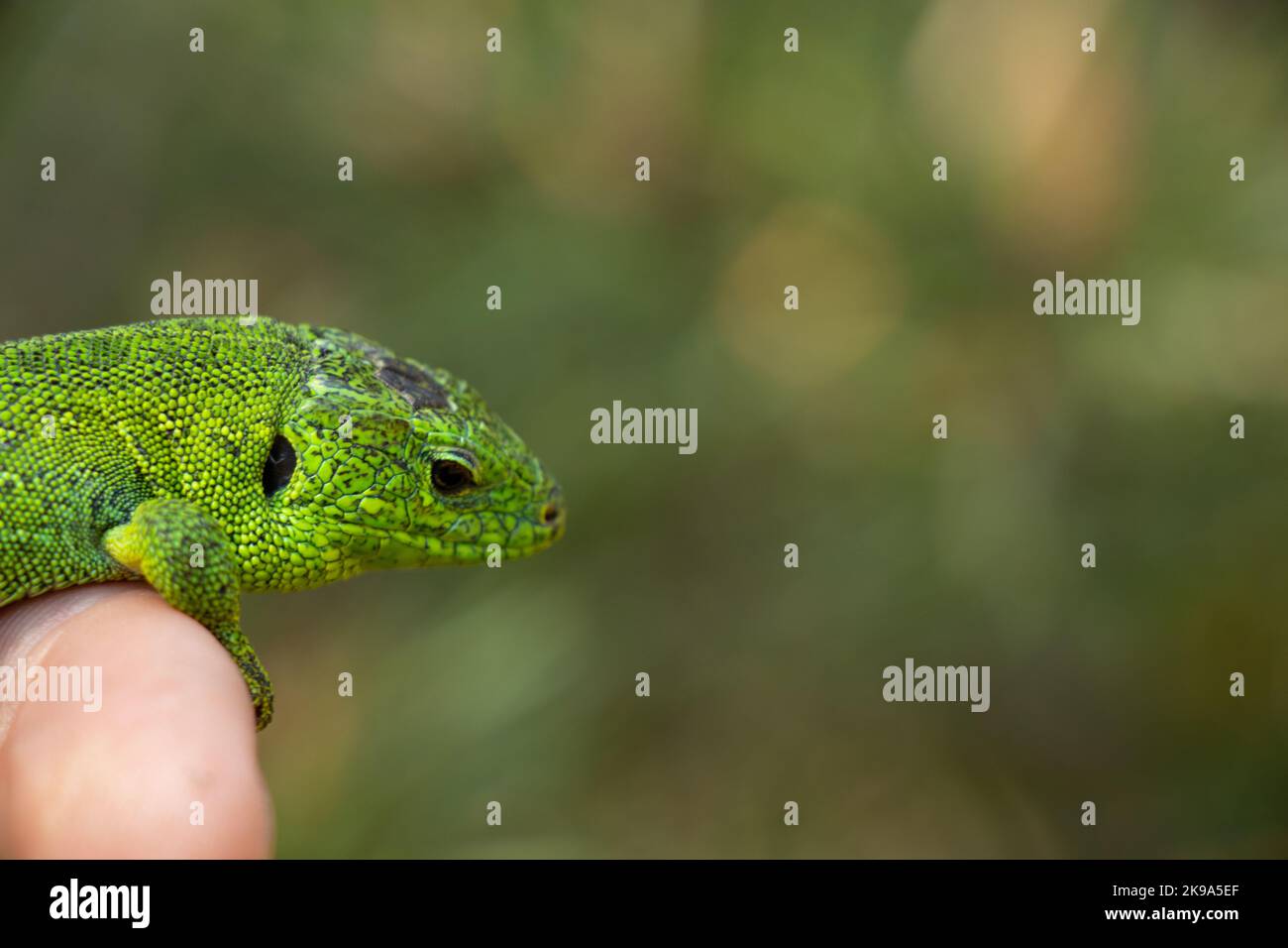 green lizard sitting on a hand caught in a park in Ukraine Stock Photo ...