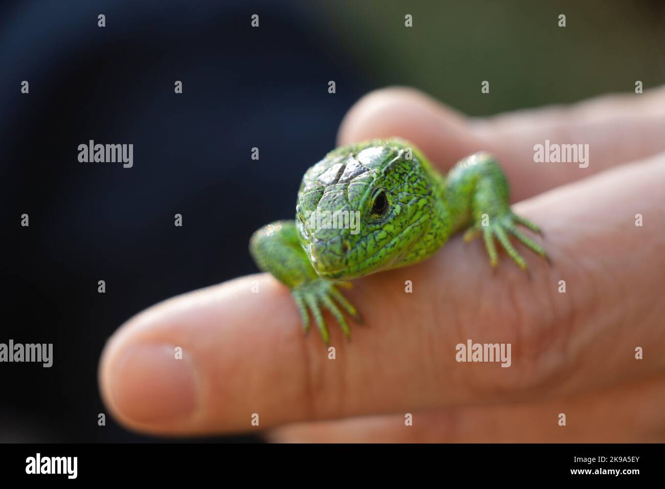 green lizard sitting on a hand caught in a park in Ukraine Stock Photo ...
