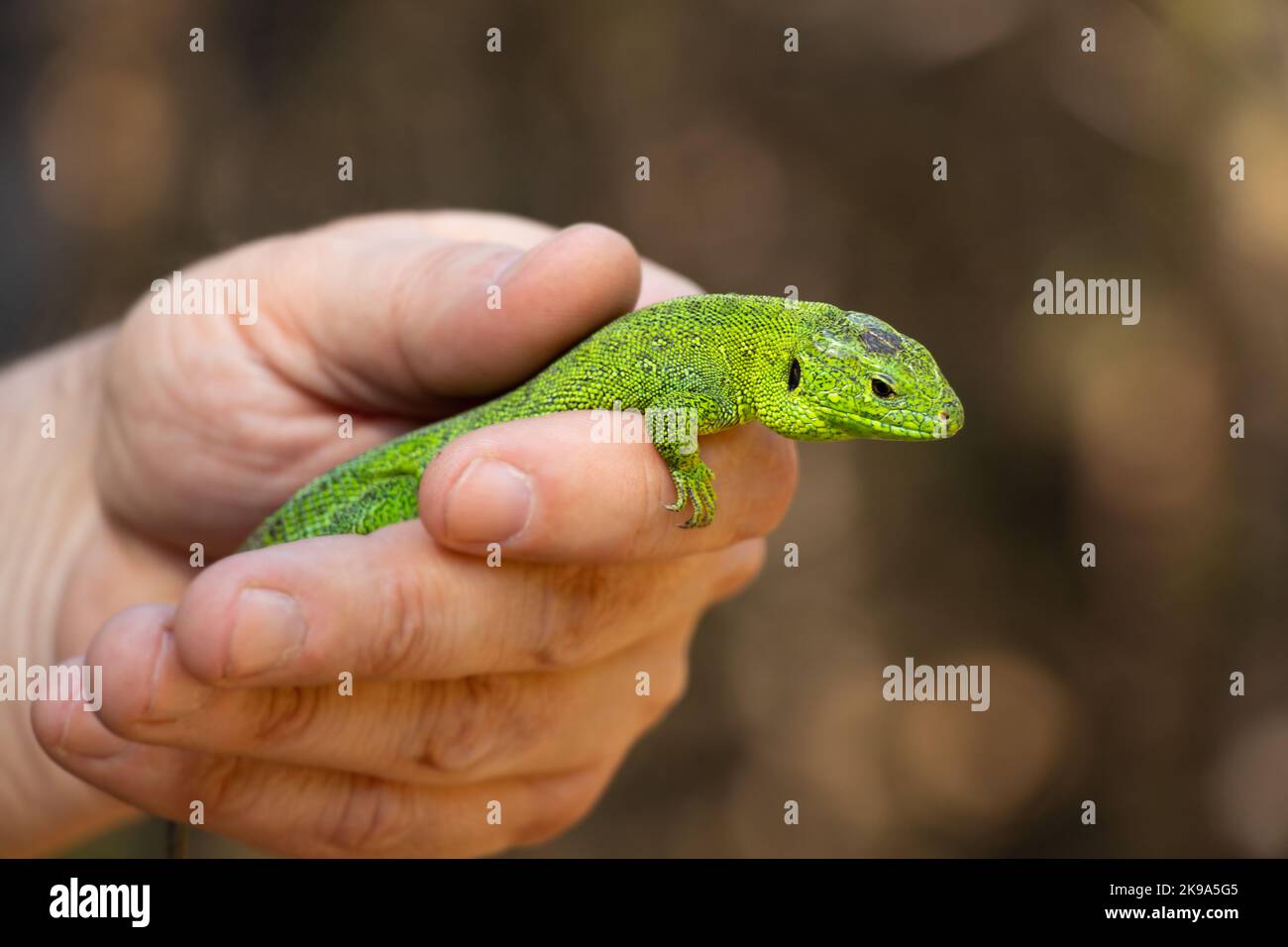 green lizard sitting on a hand caught in a park in Ukraine Stock Photo ...