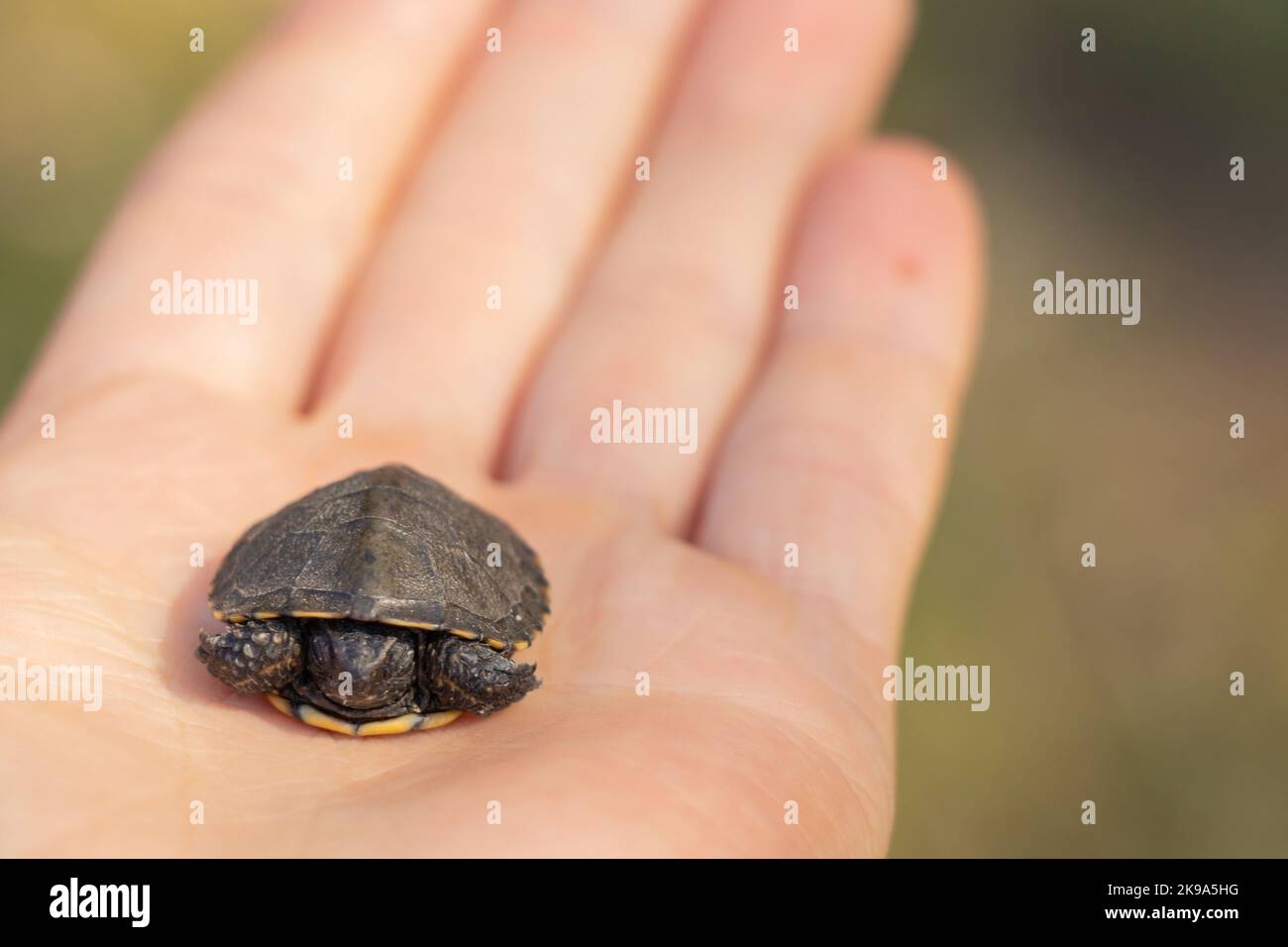 Reptile amphibian close up hi-res stock photography and images - Alamy