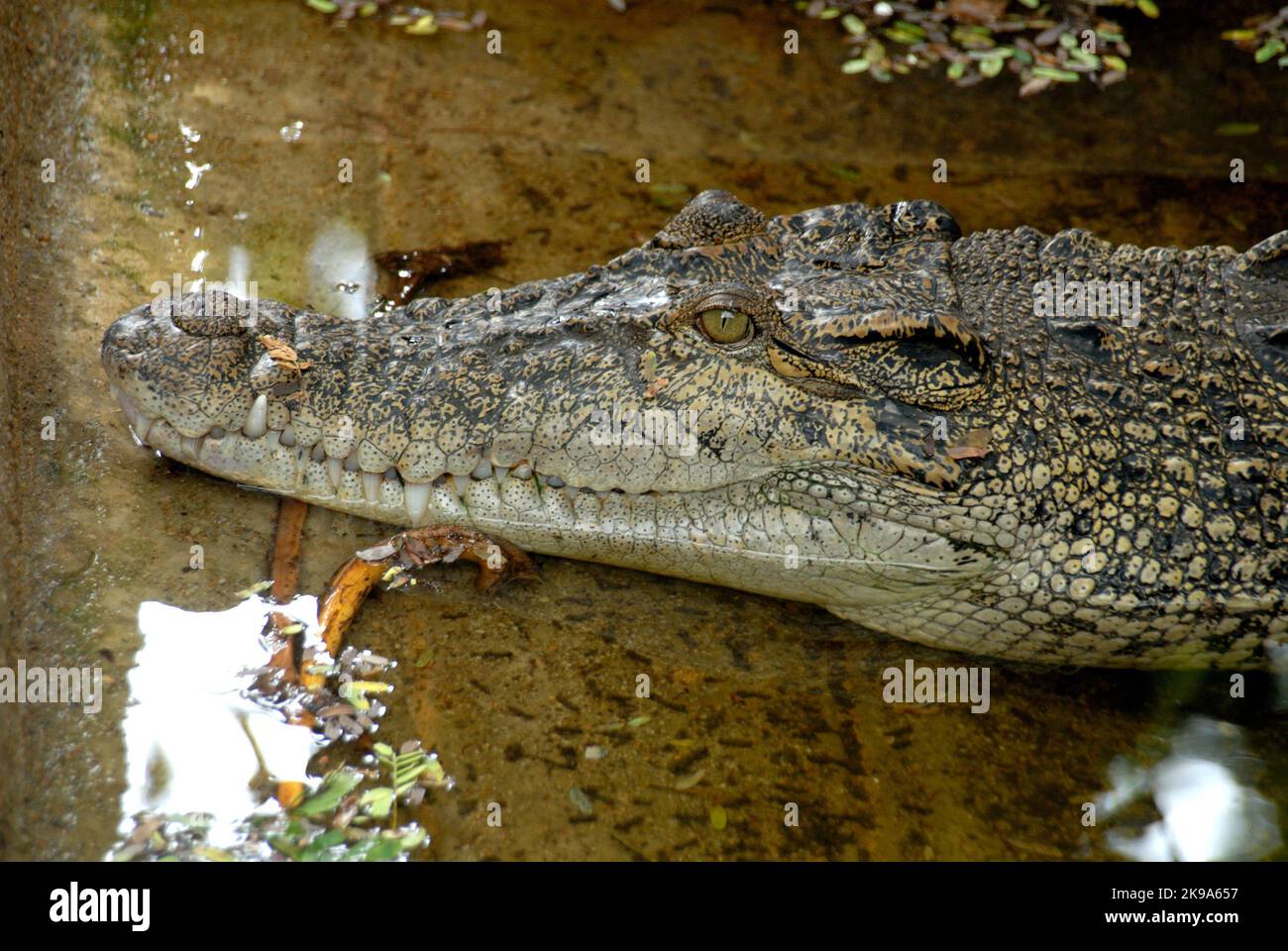 crocodile Head shot, Close up in Zoological Gardens Dehiwala, Sri Lanka ...