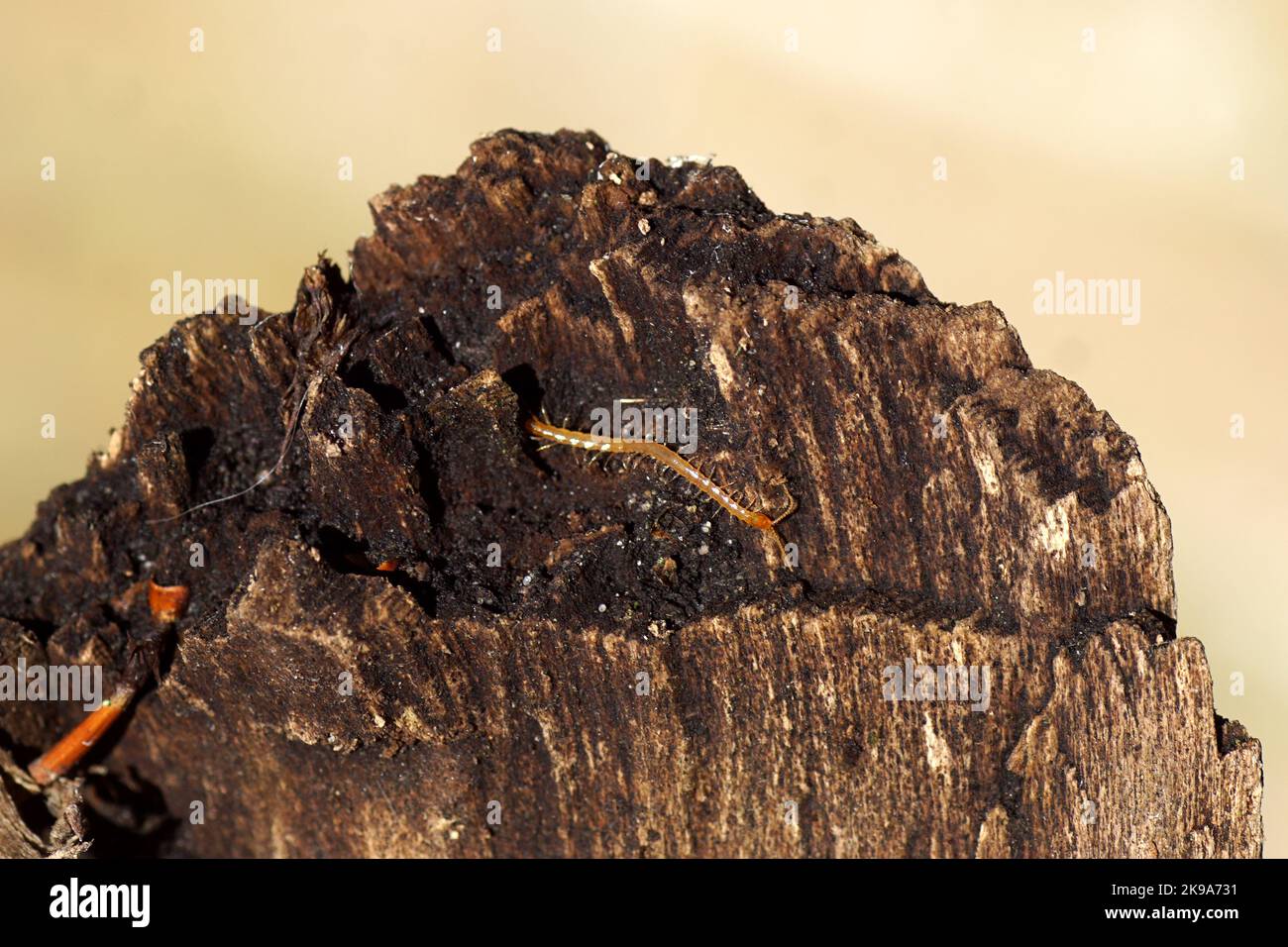 Garden centipedes hi-res stock photography and images - Alamy