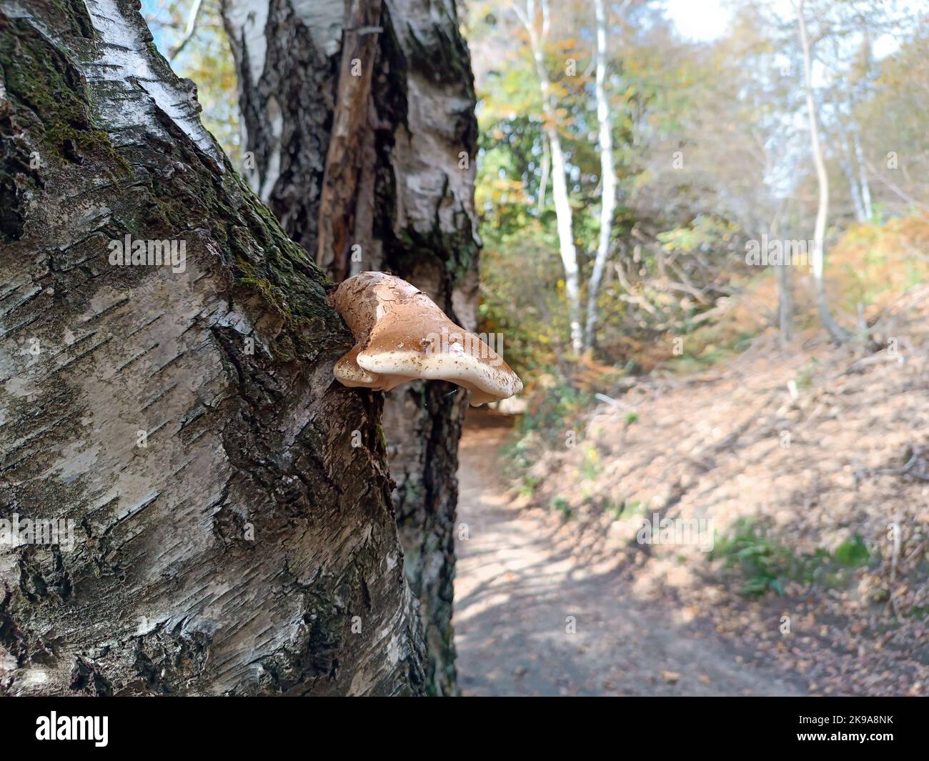 Thick Forest in Autumn - Heart of the Forest - Above town of Pella ...