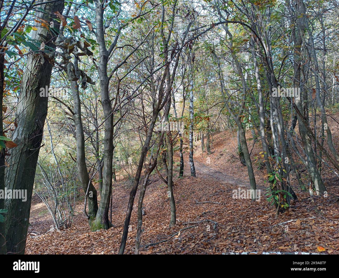 Thick Forest in Autumn - Heart of the Forest - Above town of Pella ...