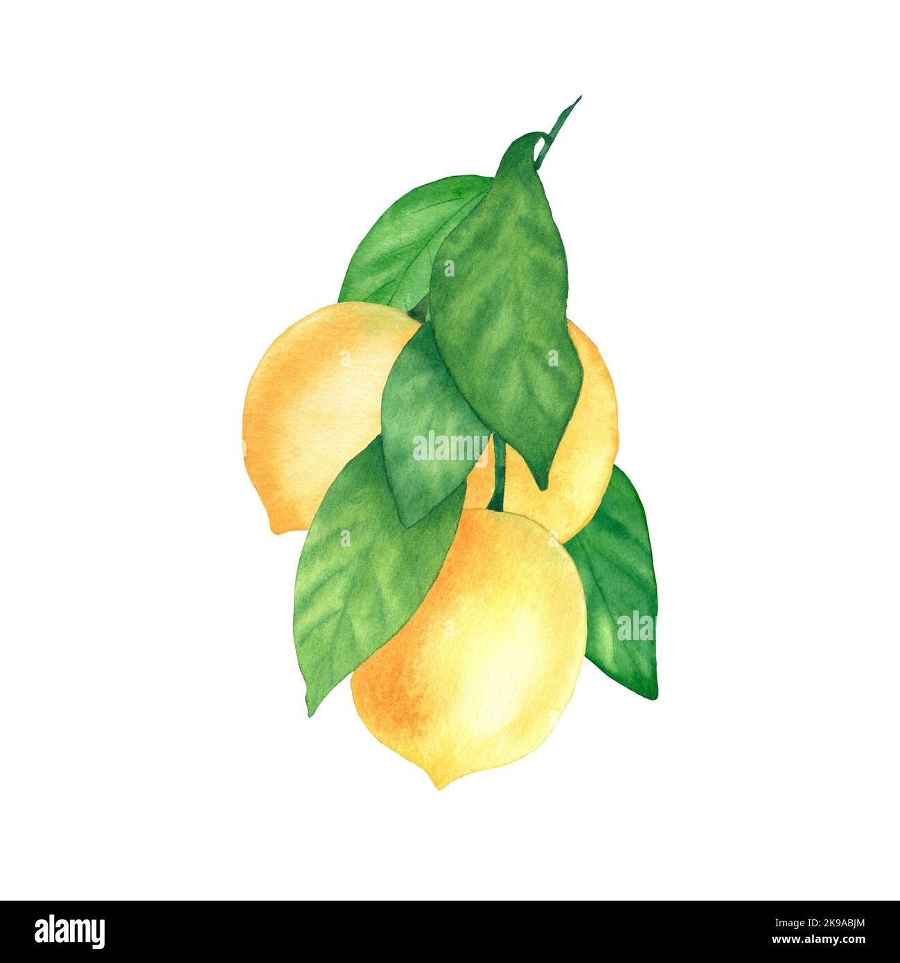 Watercolor sprig with lemons. Botanical illustration. Ready image for ...