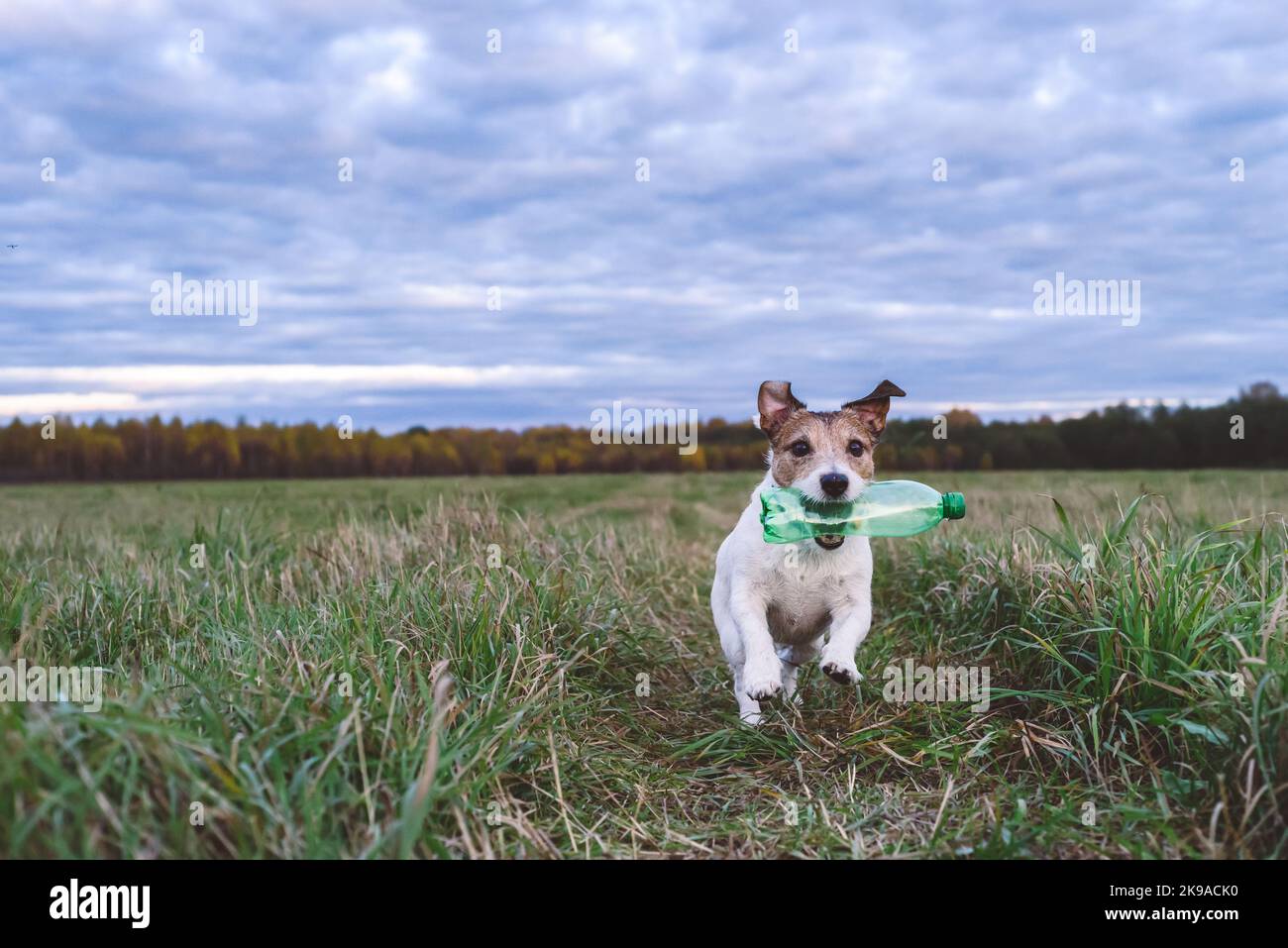 Dog helping cleaning up junk in wild nature carrying plastic bottle ...