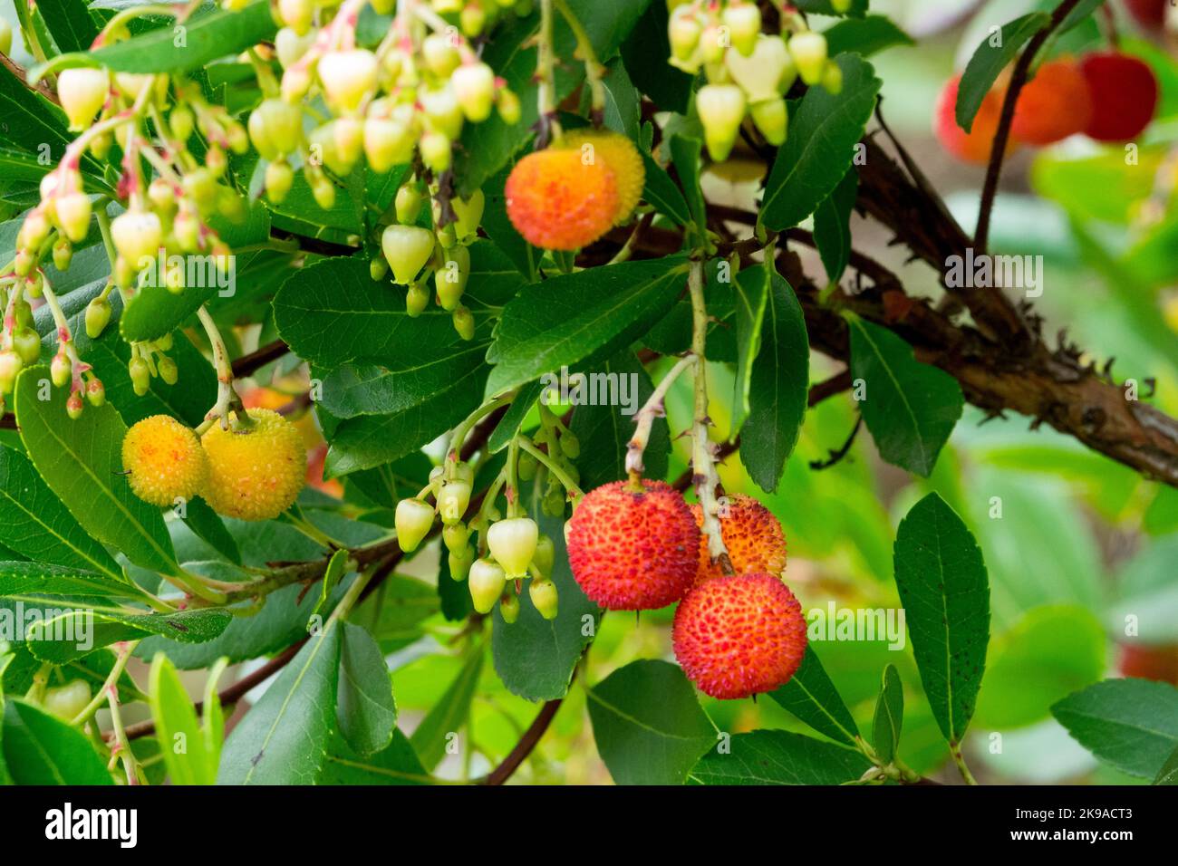 Fruits arbutus unedo in hi-res stock photography and images - Alamy