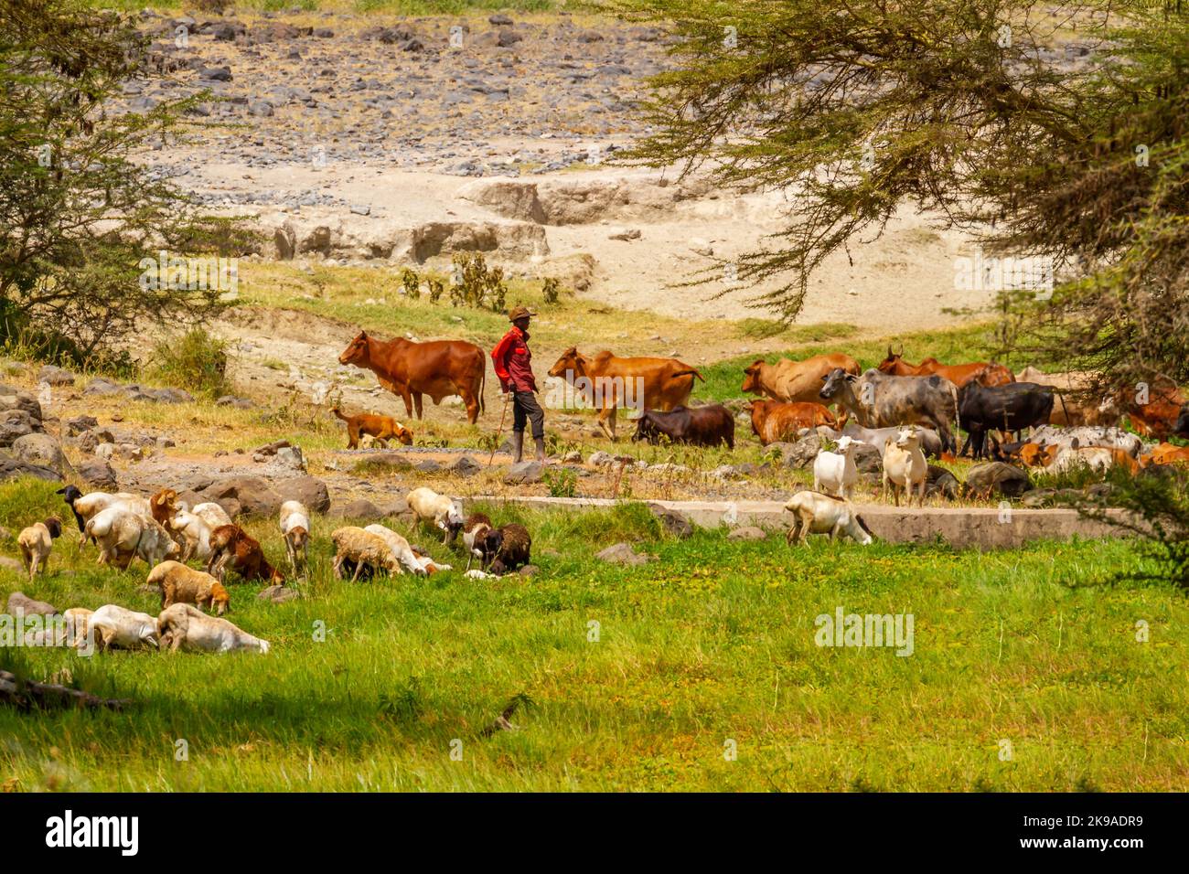 Cattle goat herder, unrecognisable person, with cows and goats grazing ...