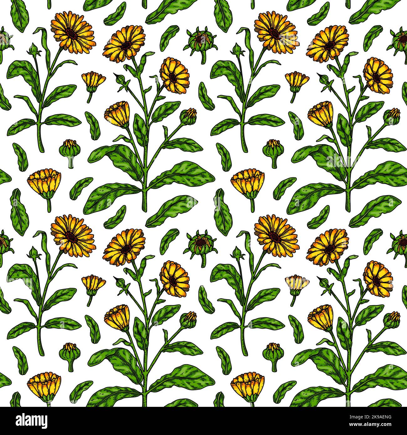 Hand drawn calendula seamless pattern. Vector illustration in colored sketch style. Botany ...