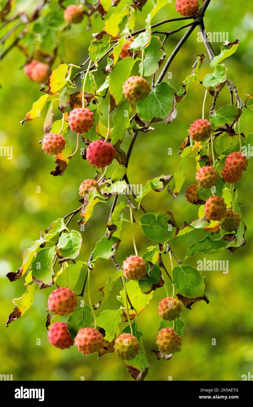 Chinese Dogwood, Cornus kousa, Berries, Cornus, Fruits, Autumn, Branch ...