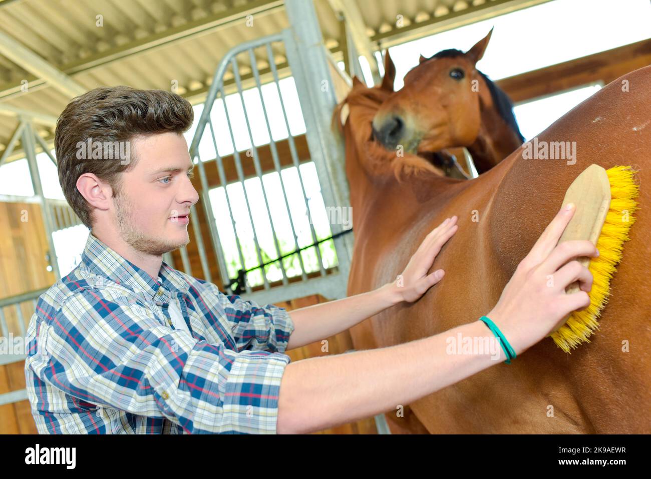 Stable hand brushing flank of horse Stock Photo - Alamy