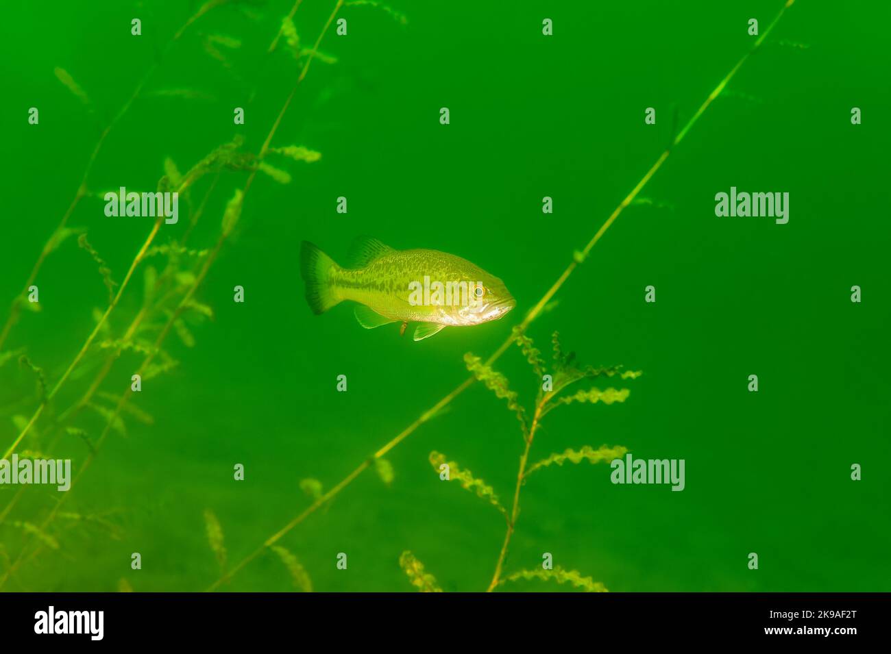 Smallmouth bass swimming in a Michigan inland lake. micropterus ...