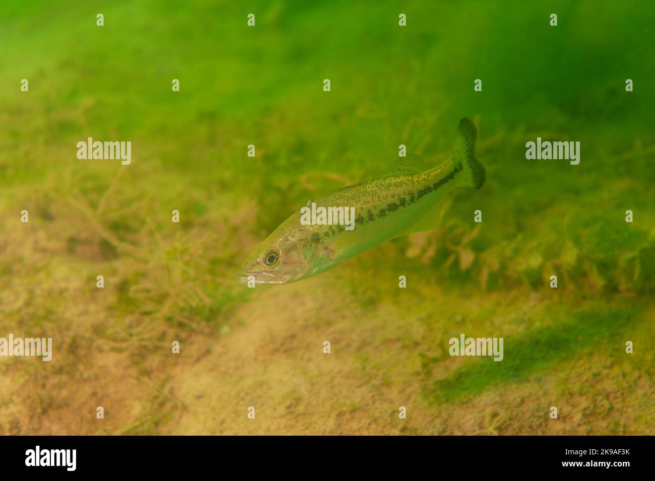 Smallmouth bass swimming in a Michigan inland lake. micropterus ...