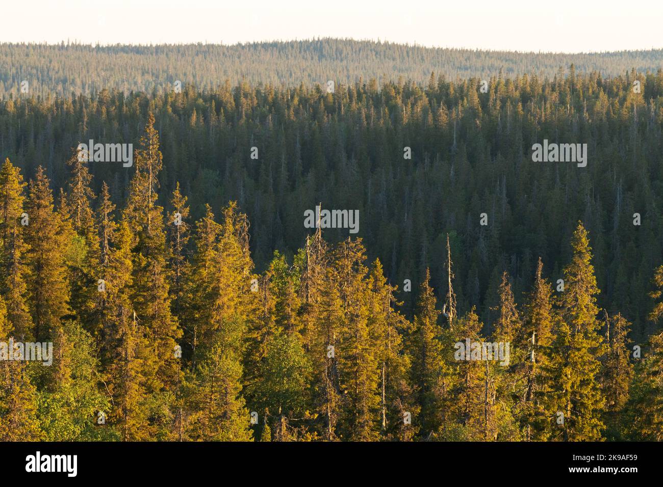 Tall Spruce trees growing on a hillside in Riisitunturi National Park ...