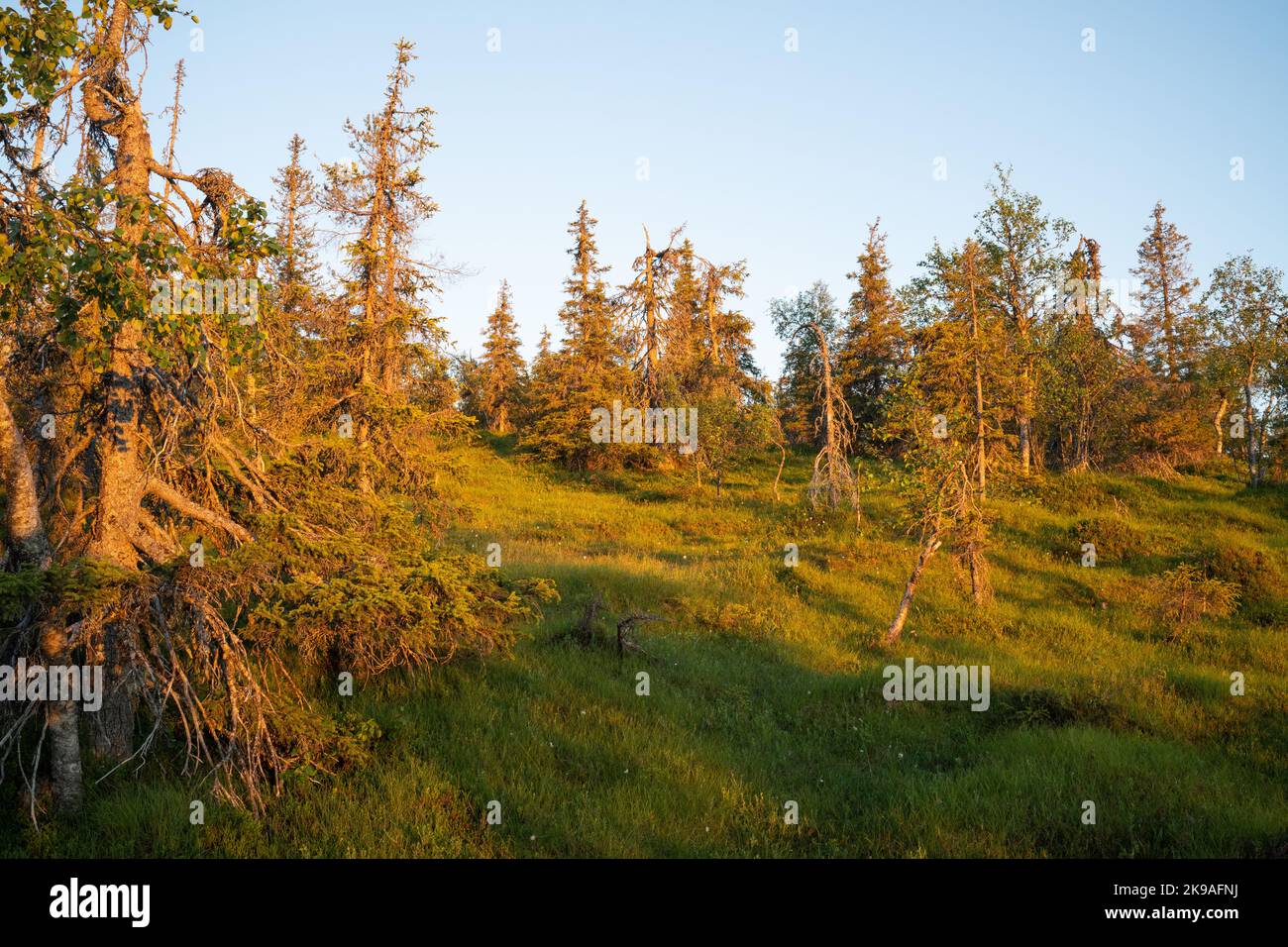 Slope bog on a steep hillside during a beautiful summer sunset in ...