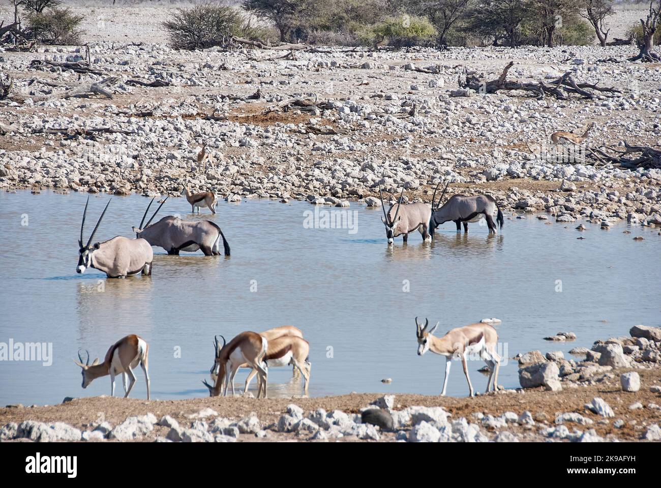 Springbok wildlife safari travel hi-res stock photography and images ...