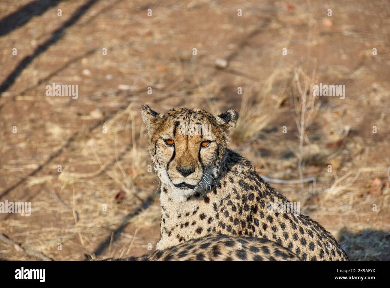 Cheetah kept in a refuge in Namibia Stock Photo - Alamy