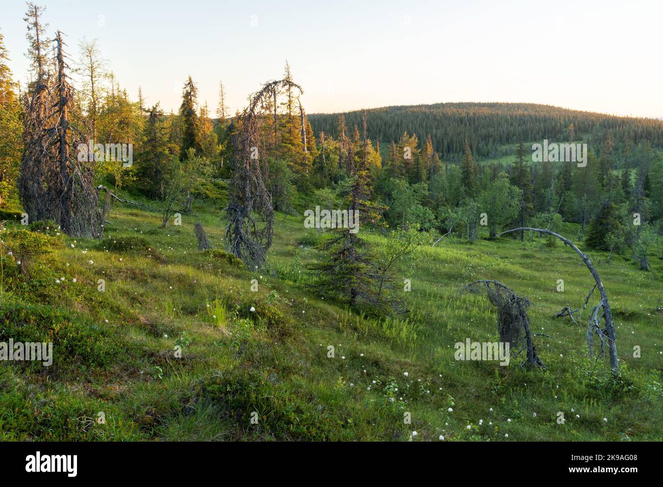 Slope bog on a steep hillside during a beautiful summer sunset in ...