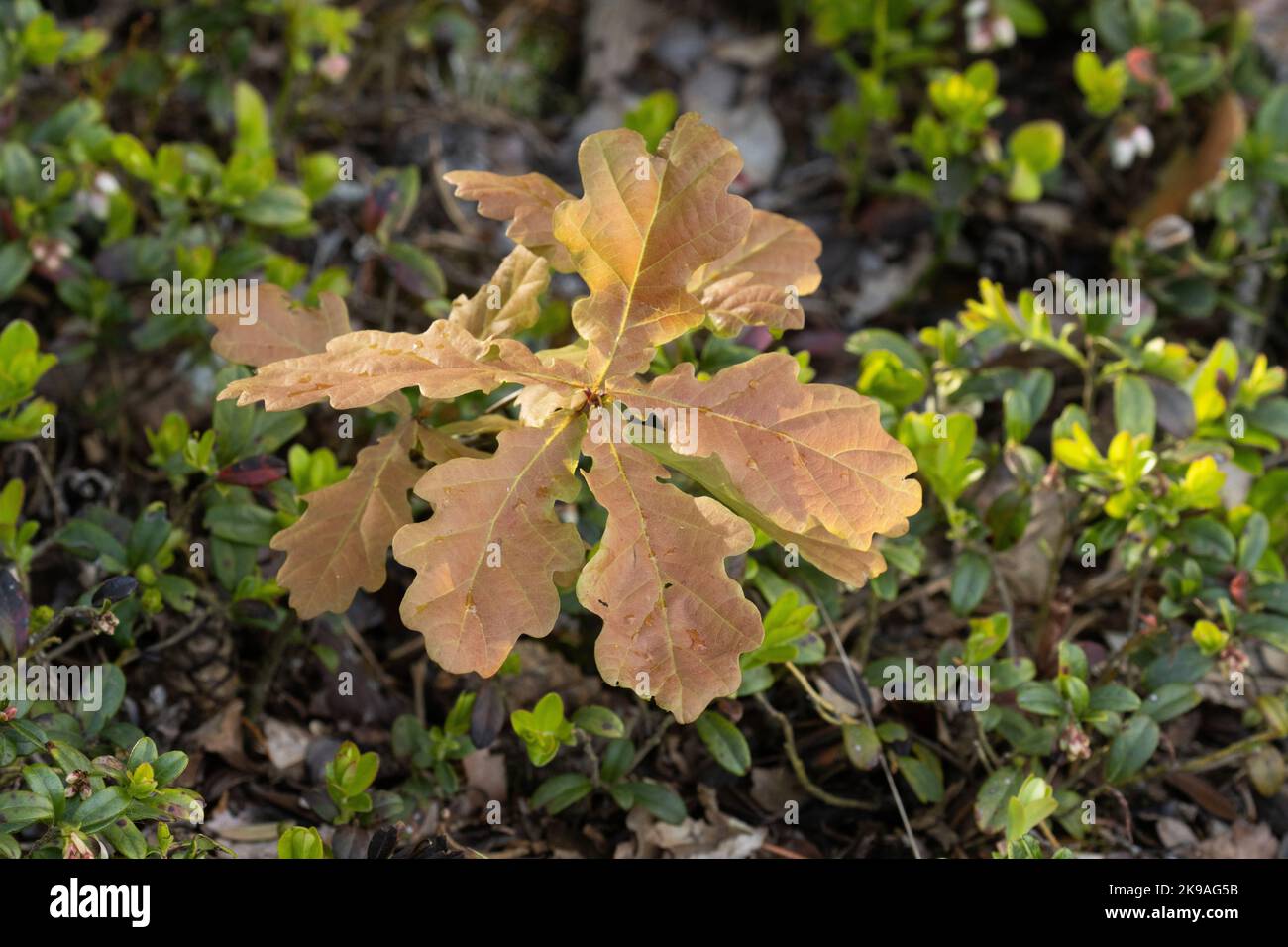 Quercus boreal hi-res stock photography and images - Alamy