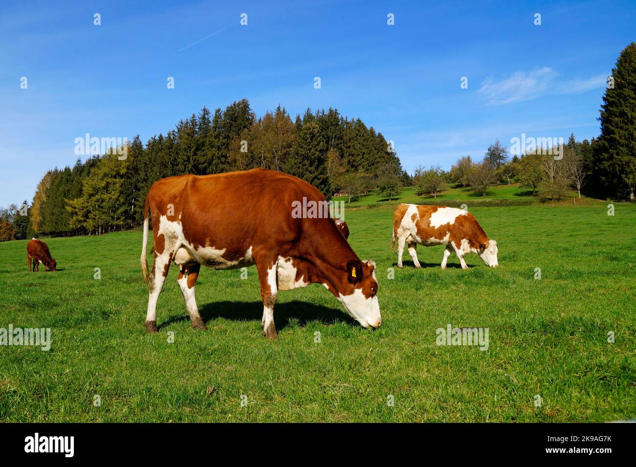 a peaceful scenery with cows grazing on the sun-drenched green meadow ...